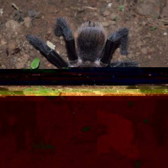 Costa Rican Red Tarantula | Project Noah
