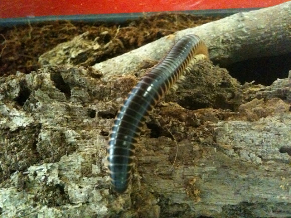Florida Ivory Millipede | Project Noah