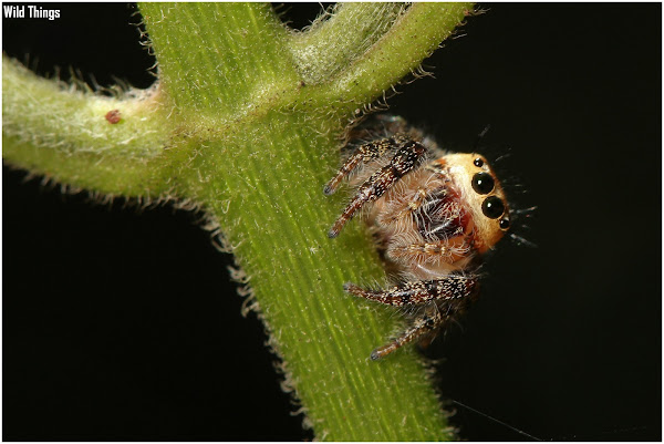 Jumping spider | Project Noah