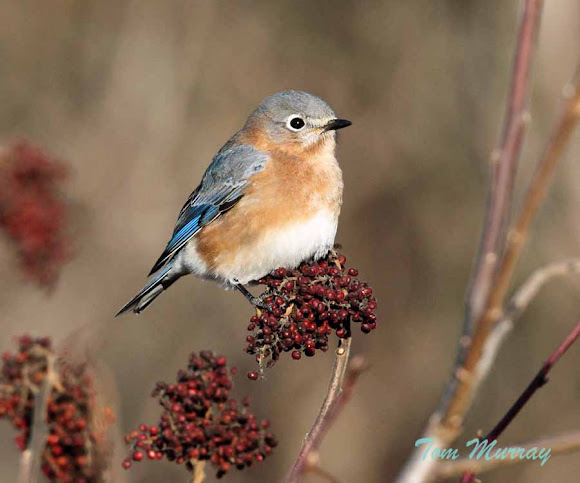 Eastern Bluebird (female) | Project Noah