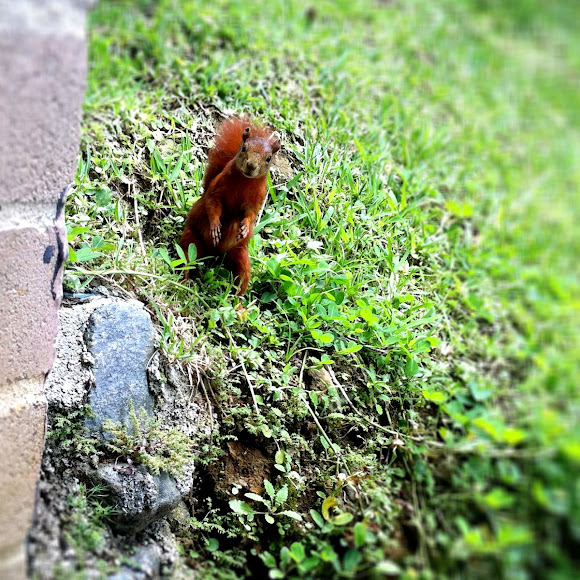 Red-tailed Squirrel | Project Noah