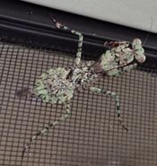 Florida Bark Mantis | Project Noah