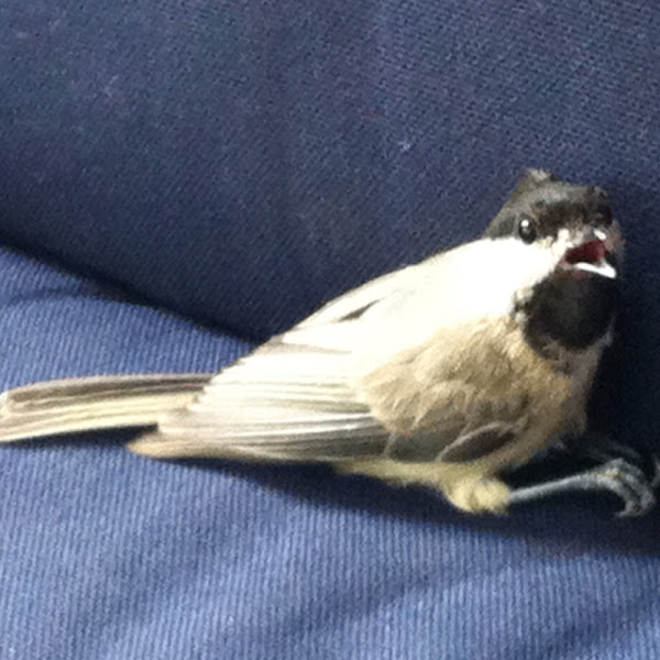 Black Capped Chickidee | Project Noah
