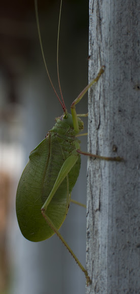True Katydid | Project Noah