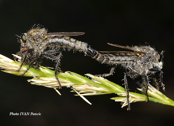 Robber flies (mating) | Project Noah