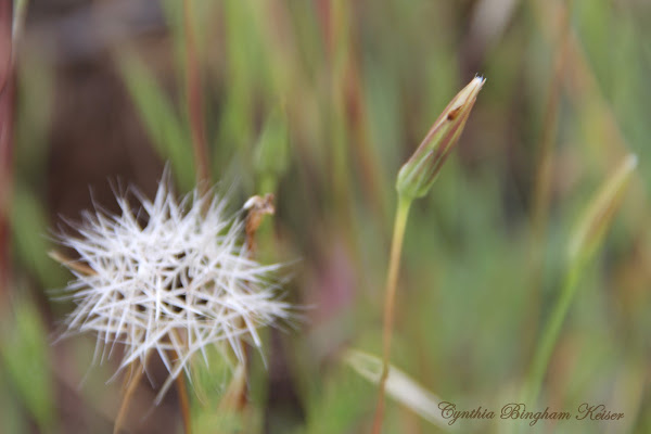 Silver Puffs | Project Noah
