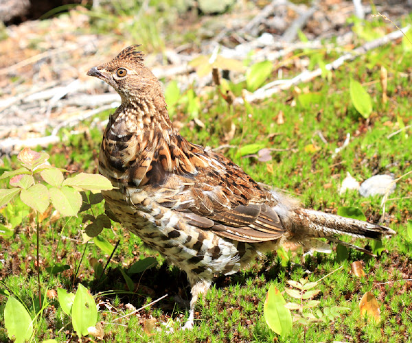 Ruffed Grouse | Project Noah