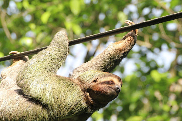 three-toed sloth | Project Noah