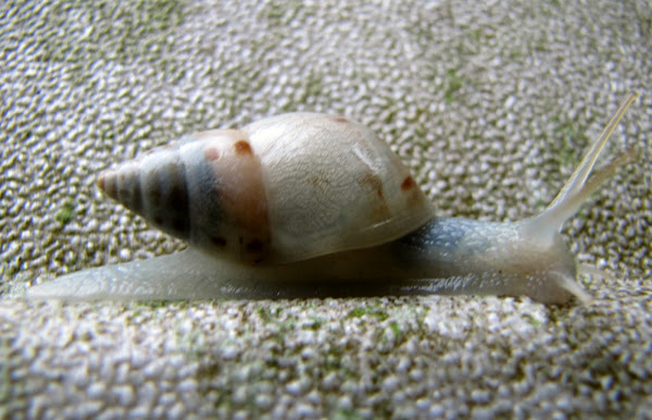 Manatee tree snail | Project Noah