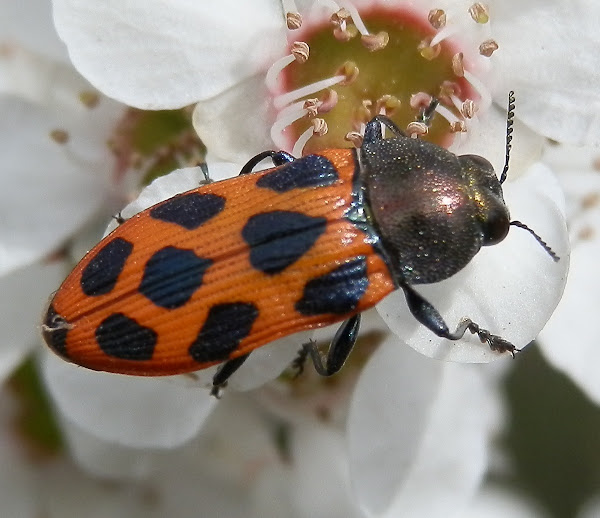 Jewel Beetle -4 | Project Noah