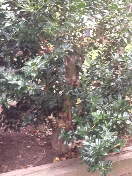 Holly | Project Noah