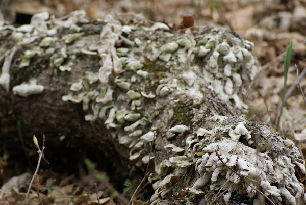 Lichen? | Project Noah