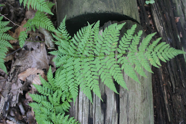 Wood fern | Project Noah