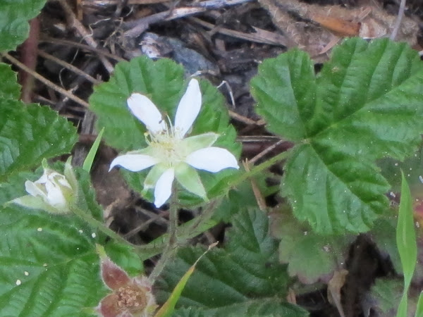 California Blackberry | Project Noah