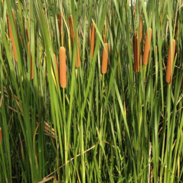 Cattails or Bulrush | Project Noah