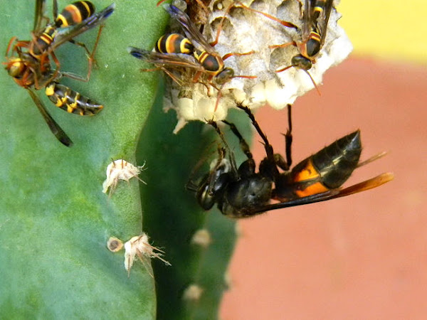 greater banded hornet preying on wasp larvae | Project Noah
