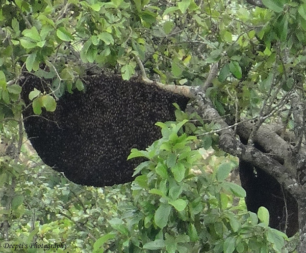 Bee Hive | Project Noah