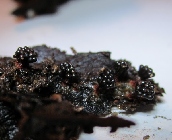 wasp nest slime mold (part1) | Project Noah