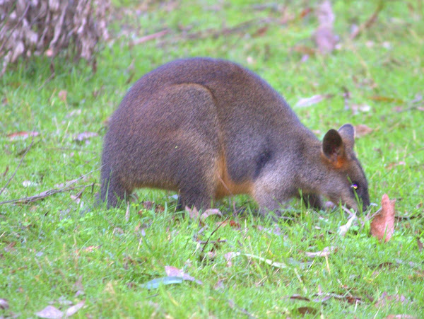 Swamp wallaby | Project Noah