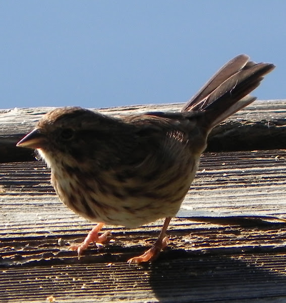 Song Sparrow | Project Noah