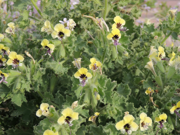Golden henbane | Project Noah