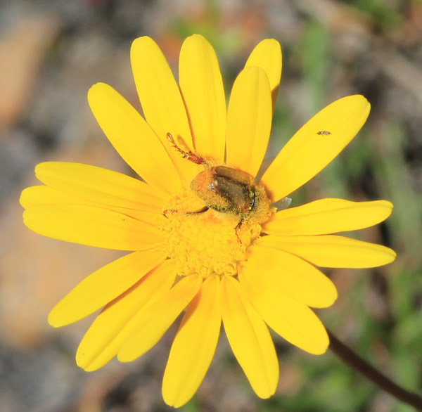 Monkey beetle | Project Noah