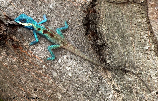 Blue Crested Lizard | Project Noah