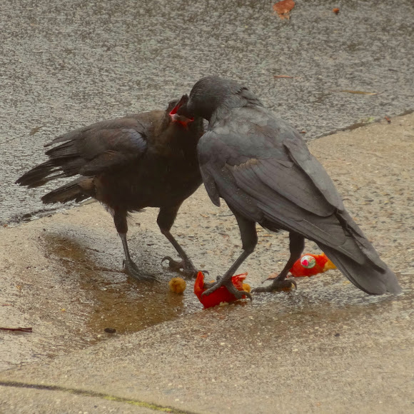 Australian Little ravens | Project Noah