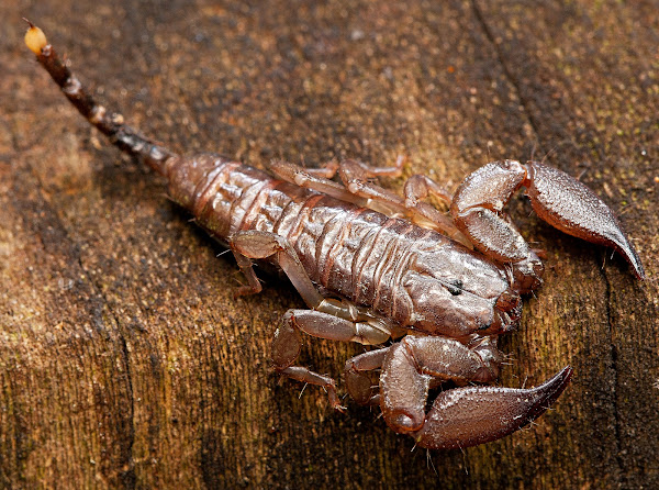 Giant Forest Scorpion | Project Noah