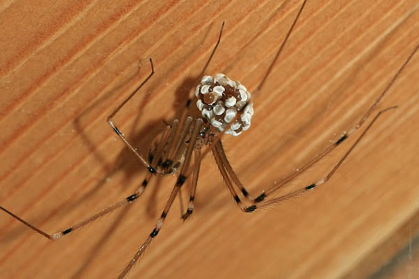 Giant Daddy Long Leg (Egg & Spiderlings) | Project Noah