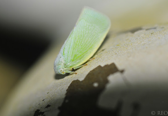 Northern Flatid Planthopper | Project Noah