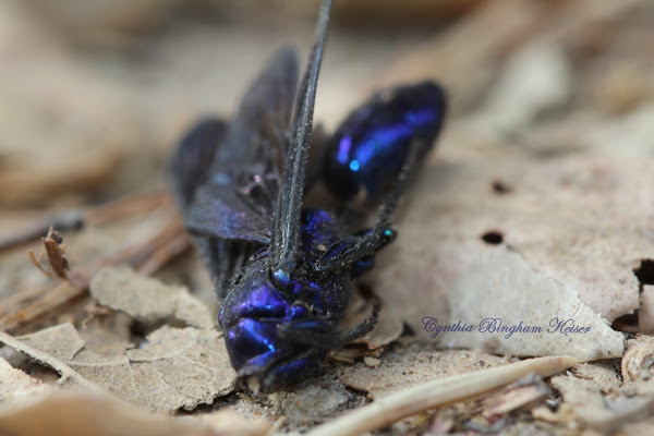 Steel-blue Cricket Hunter | Project Noah