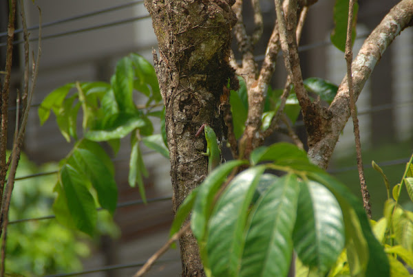 Bangkalang, Emerald Tree Skink | Project Noah