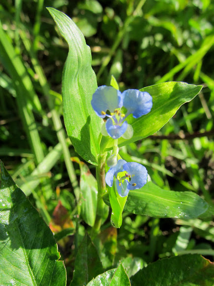 Virginia Dayflower | Project Noah