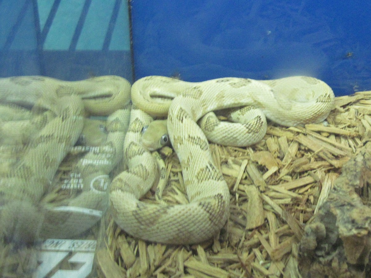 Trans-pecos Rat Snake | Project Noah