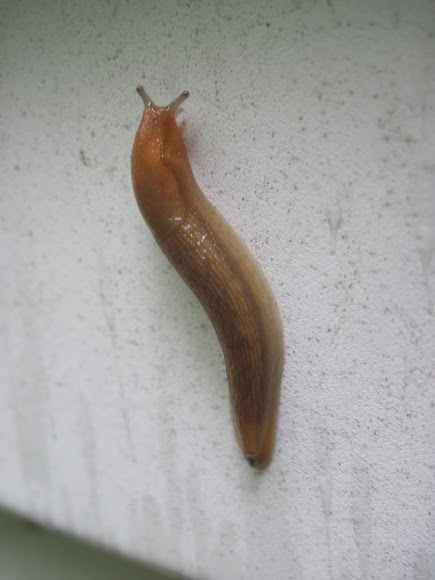 Common Garden Slug | Project Noah