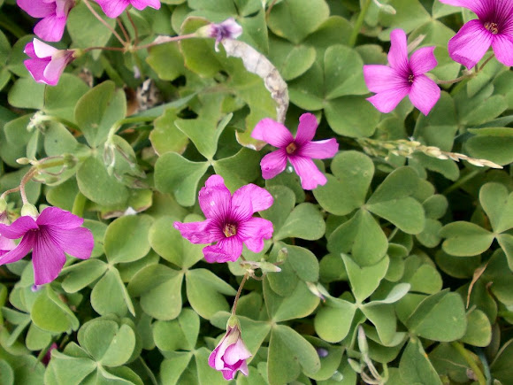 Pink shamrock | Project Noah