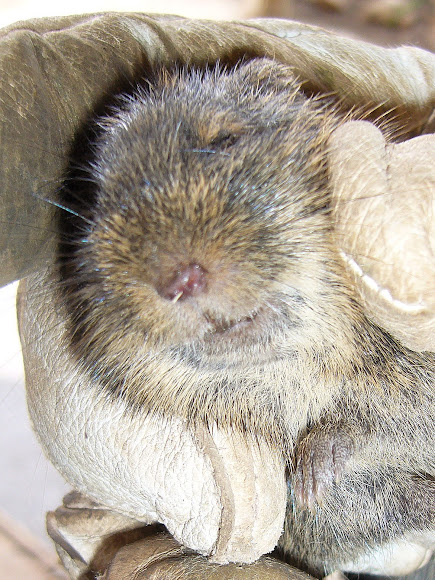 Vlei Rat | Project Noah