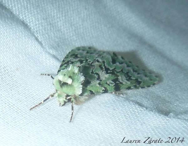 Lichen Mimic Moth | Project Noah