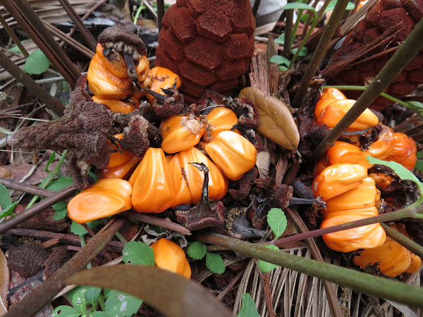 Coontie fern cone and seeds | Project Noah