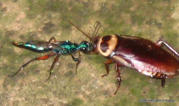 House Cockroach & Emerald Cockroach Wasp | Project Noah