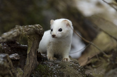 STOAT