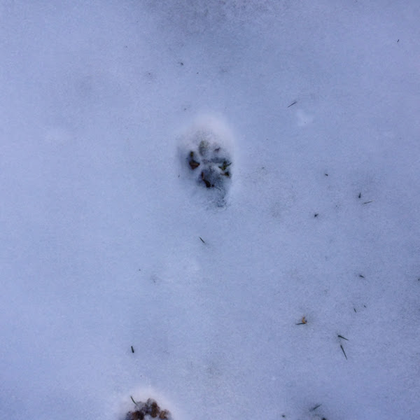 Red Fox tracks | Project Noah