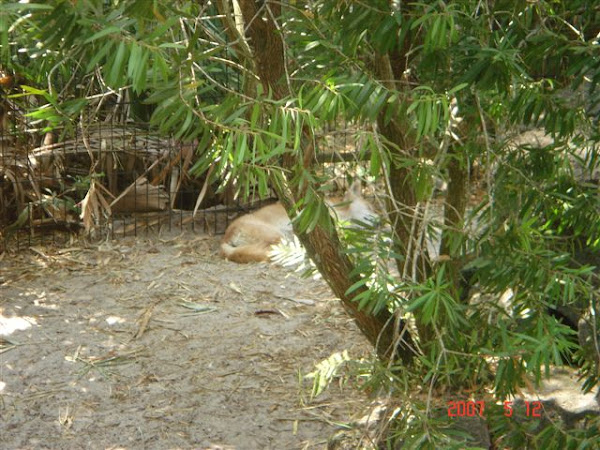 Red Wolf | Project Noah