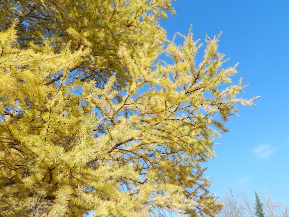 Tamarack Tree | Project Noah