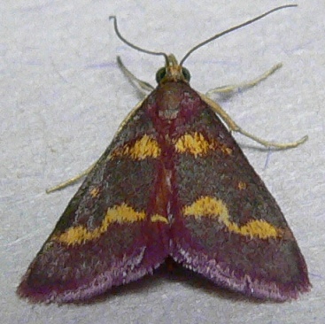 Coffee-loving Pyrausta Moth | Project Noah