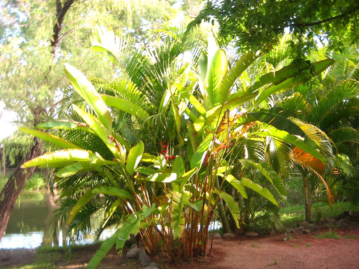 Heliconia, Platanera silvestre,Bijao o Platanillo | Project Noah