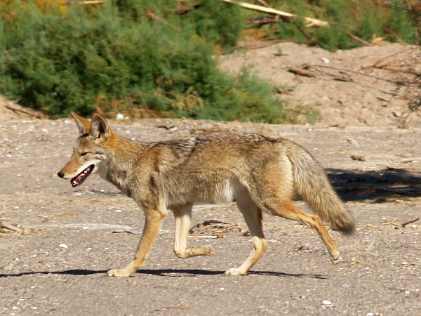 Western Coyote | Project Noah