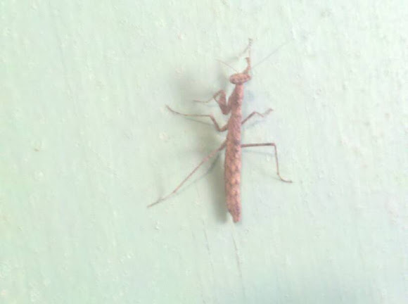 Ground Mantis | Project Noah