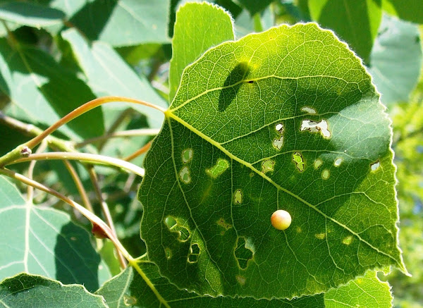 Hackberry Nipple Galls | Project Noah